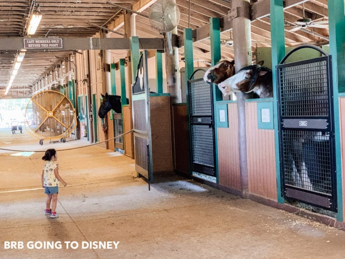 Pony Rides at Disney's Fort Wilderness | brb going to disney